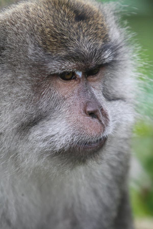 Wild Monkey Standing on a Limb Stock Photo - Image of monkey, primate ...