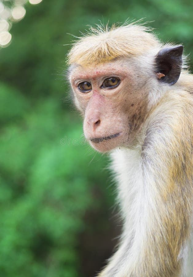 Wild monkey stock image. Image of jungle, outdoors, portrait - 76301843