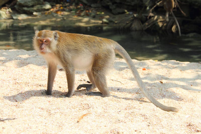 Wild monkey on sand stock photo. Image of thailand, sand - 86447444