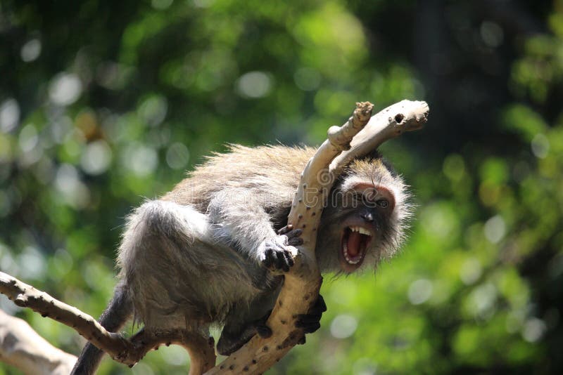 Wild monkey screaming stock image. Image of open, nature - 58497899