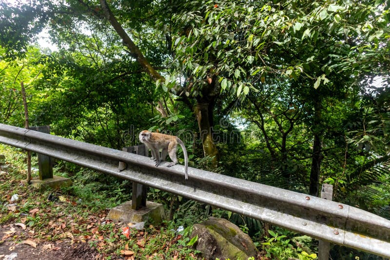 A Wild Monkey on the Side of the Road in a Hill in West Sumatra ...