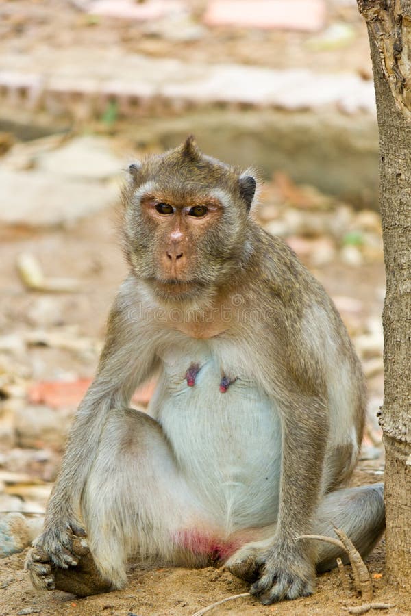 Monkey Sit and Staring at the Camera Stock Image - Image of calm ...