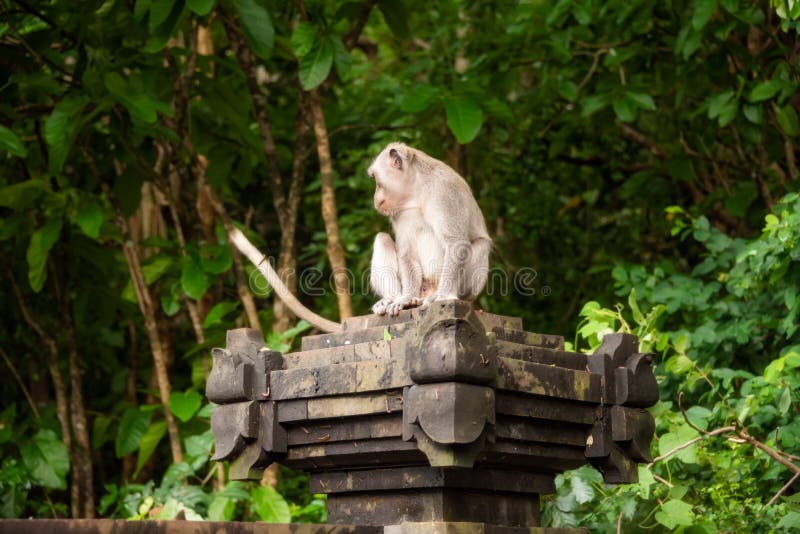 Wild Monkey Sitting on Hindu Temple in Rainforest on Bali, Indonesia ...