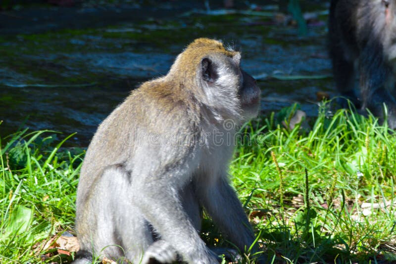 Wild Monkey Sitting in Sunbathing Pose, with Its Head Tilted Upwards ...
