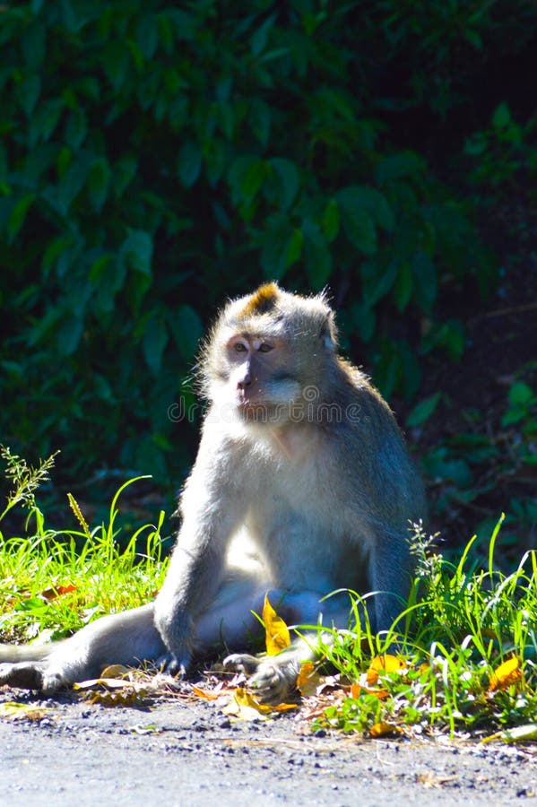 Wild Monkey Sitting in Sunbathing Pose, with Legs Stretched Out and ...