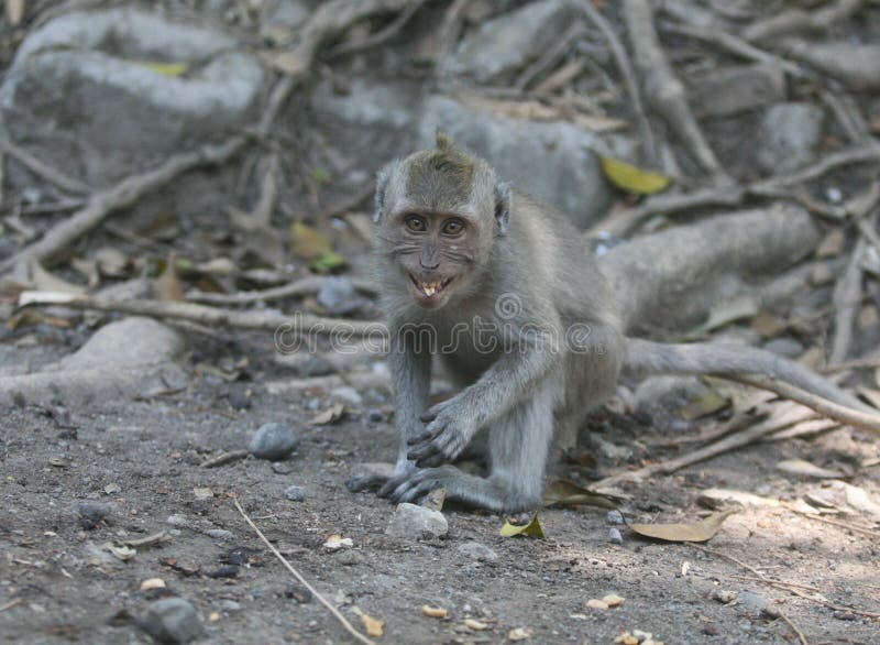 Wild monkey smilling stock photo. Image of smiling, animal - 31531842