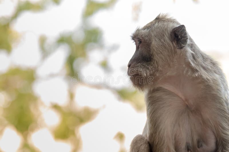 The Wild Monkey Standing, Showing Side Face Stock Image - Image of ...