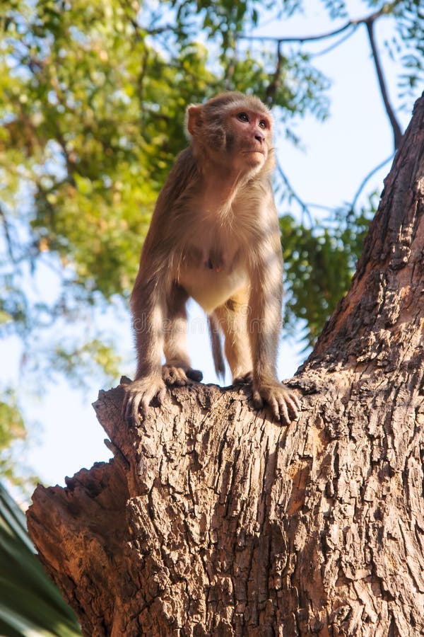 Wild monkey stock image. Image of macaque, bako, asia - 43725487