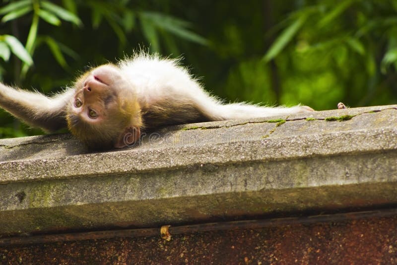 Wild Monkey Sunbathing on a Ledge Stock Image - Image of close, guiyang ...