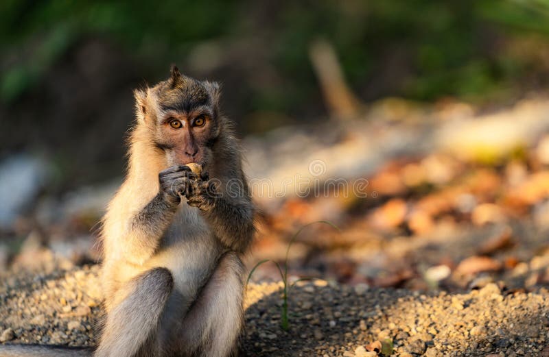 Monkey in the Forest Exposed To Sunlight Stock Photo - Image of animal ...