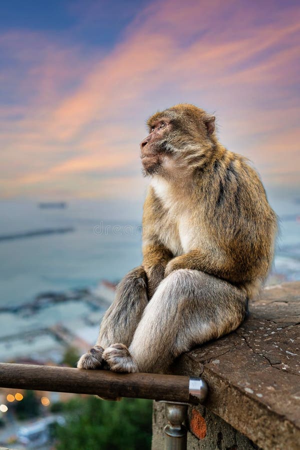 Wild Monkey on the Sunset in Gibraltar Stock Image - Image of monkey ...