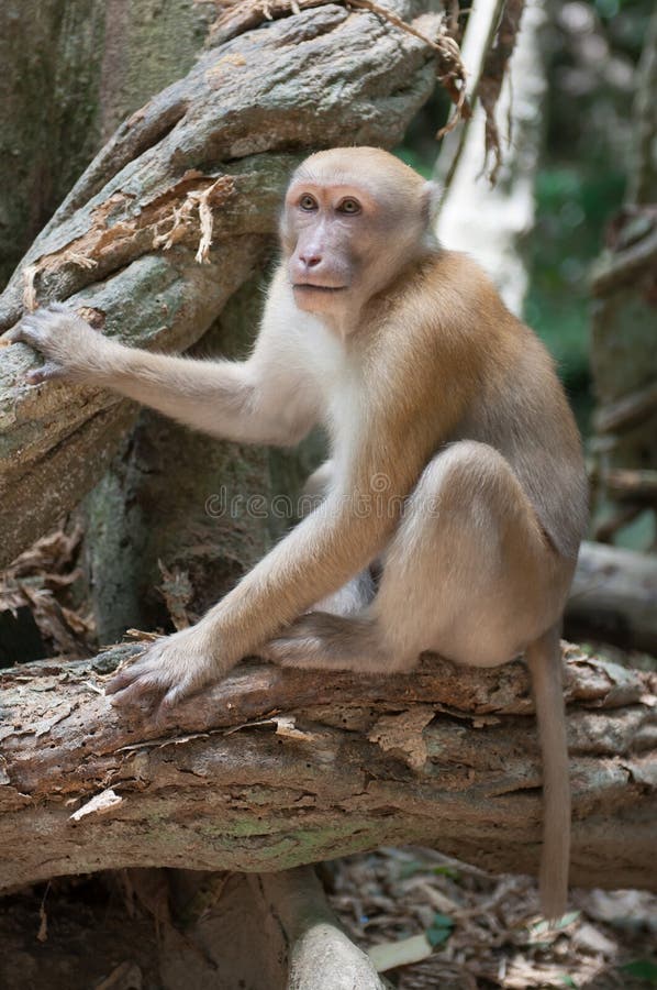 Wild monkey stock image. Image of baby, animal, national - 32018905