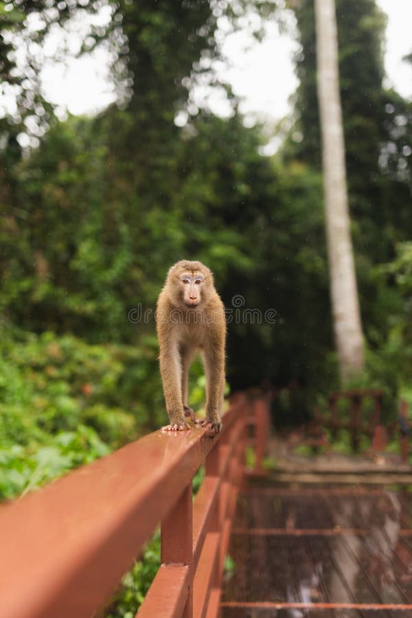 Wild Monkey Walking on the Edge of the Bridge. Stock Photo - Image of ...