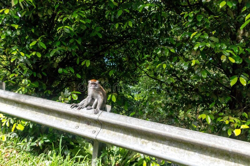 A Wild Monkey Walking on the Roadside Barrier in the Hills of West ...