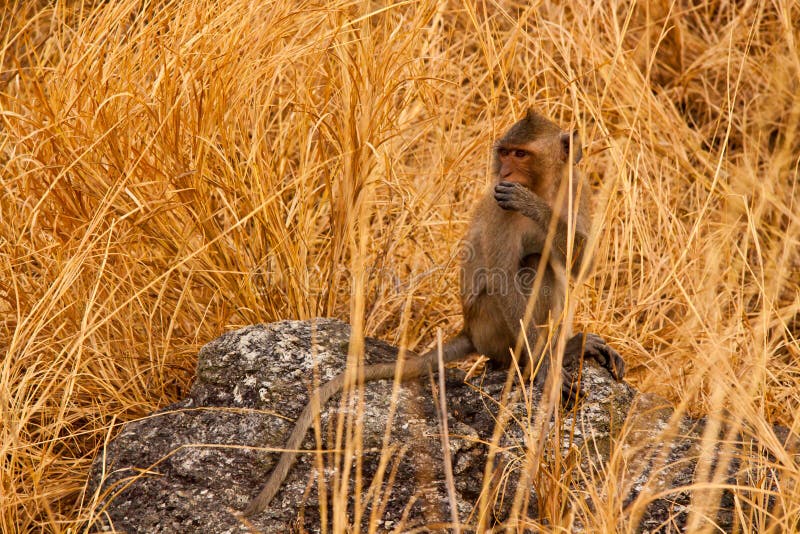 Wild Monkey on Yellow Prairie Stock Image - Image of species, nature ...