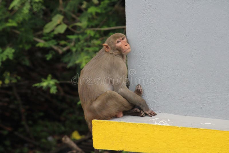 Monkeys Behaviour and Balance Stock Image - Image of wild, behaviour ...