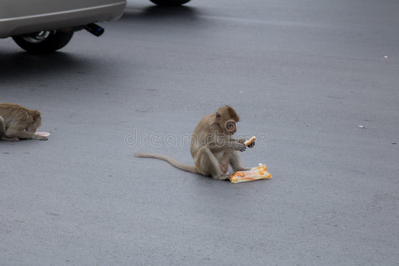 Wild Monkeys Come Out in the Road Stock Photo - Image of macaque, life ...
