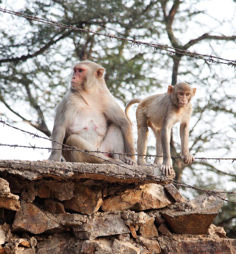 Wild Monkeys in India stock image. Image of watching - 41629339