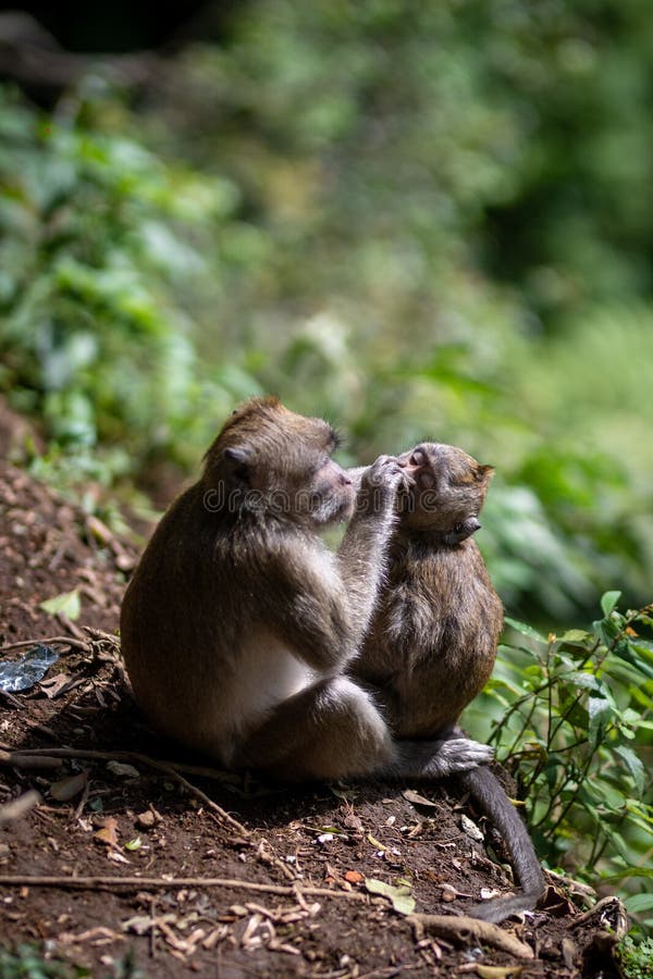 Wild Monkeys Looking for Ticks Stock Photo - Image of tourism, buddhism ...