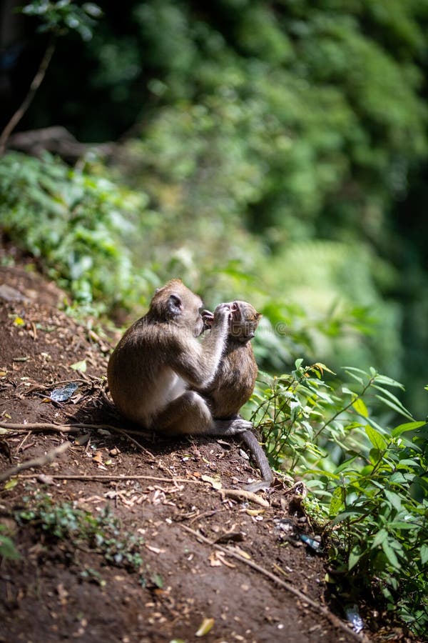 Wild Monkeys Looking for Ticks Stock Image - Image of celebration ...