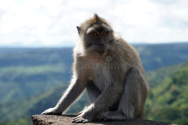 Wild Monkeys in the Mountain Stock Image - Image of equatorial, forest ...