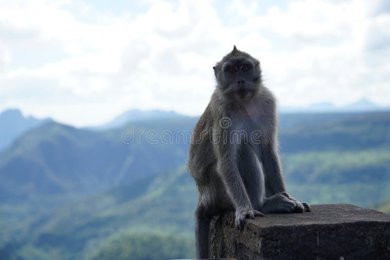 Wild Monkeys in the Mountain Stock Image - Image of macaque, mother ...
