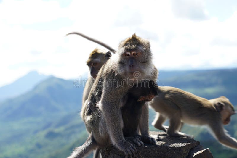 Wild Monkeys in the Mountain Stock Photo - Image of travel, macaque ...
