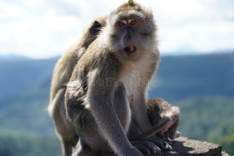 Wild Monkeys in the Mountain Stock Photo - Image of baby, young: 182820010