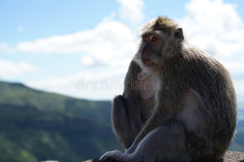 Wild Monkeys in the Mountain Stock Photo - Image of female, natural ...