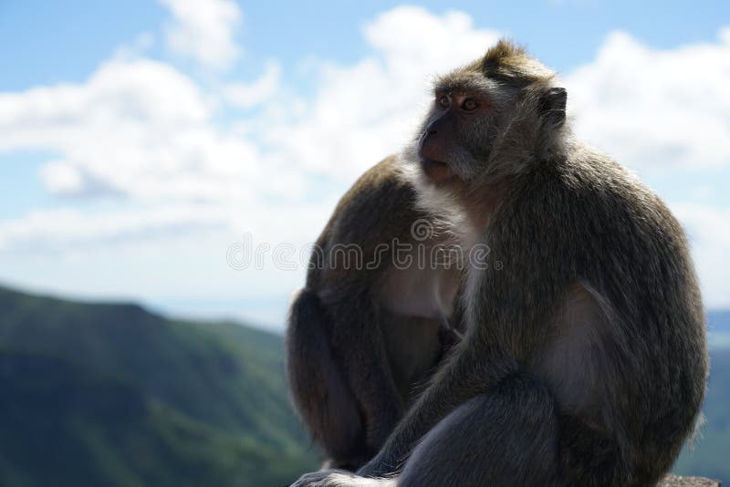 Wild Monkeys in the Mountain Stock Photo - Image of primate, national ...