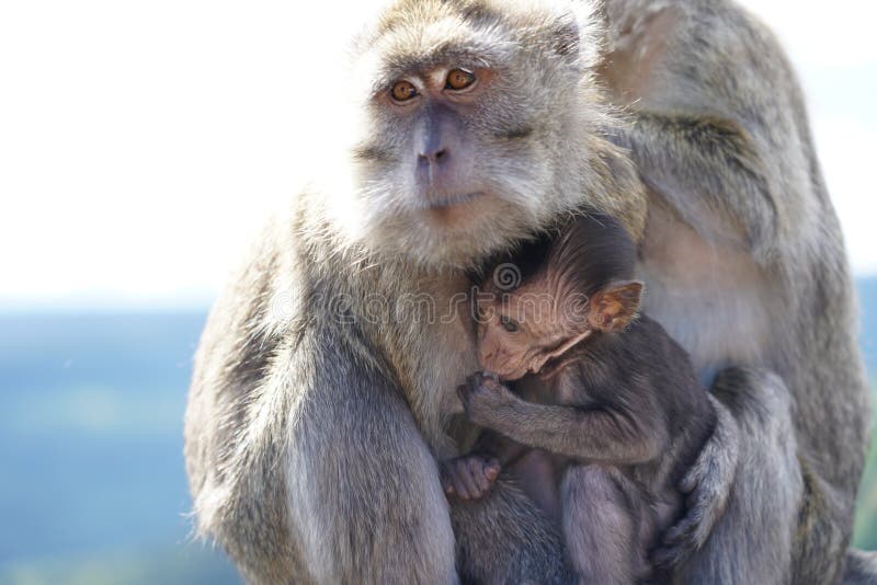 Wild Monkeys in the Mountain Stock Photo - Image of primate, natural ...