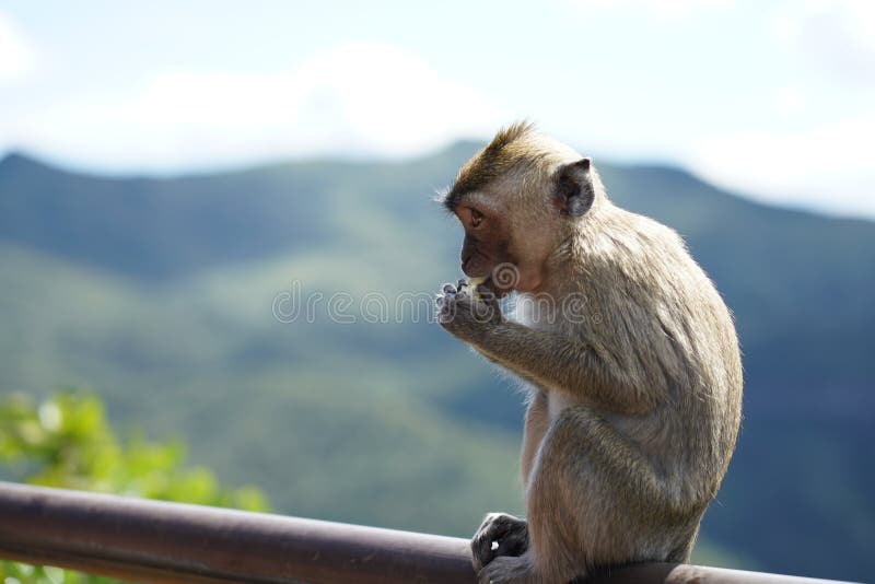 Wild Monkeys in the Mountain Stock Image - Image of park, monkeys ...