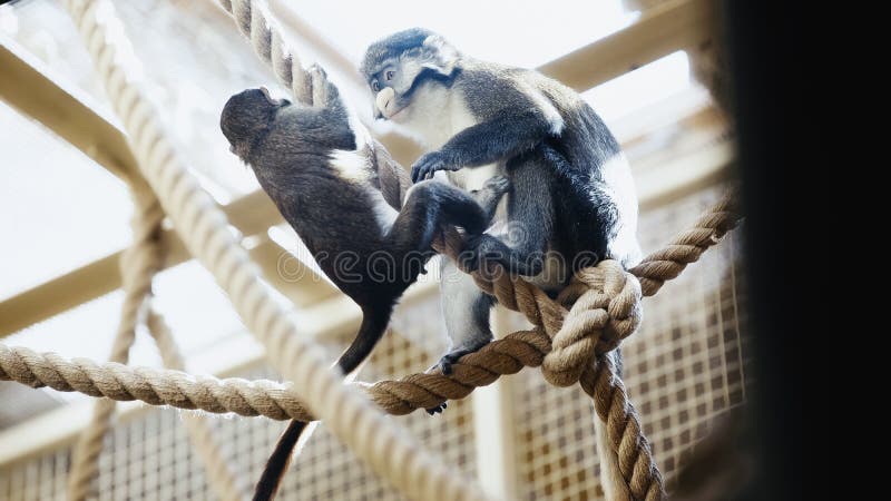 Wild Monkeys Playing on Ropes in Stock Image - Image of play, tropical ...