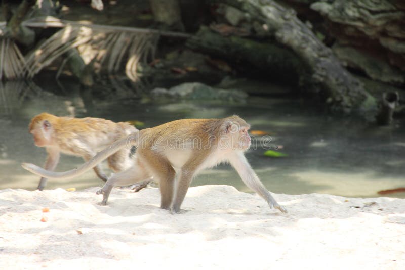 Wild monkey on sand stock photo. Image of thailand, sand - 86447444