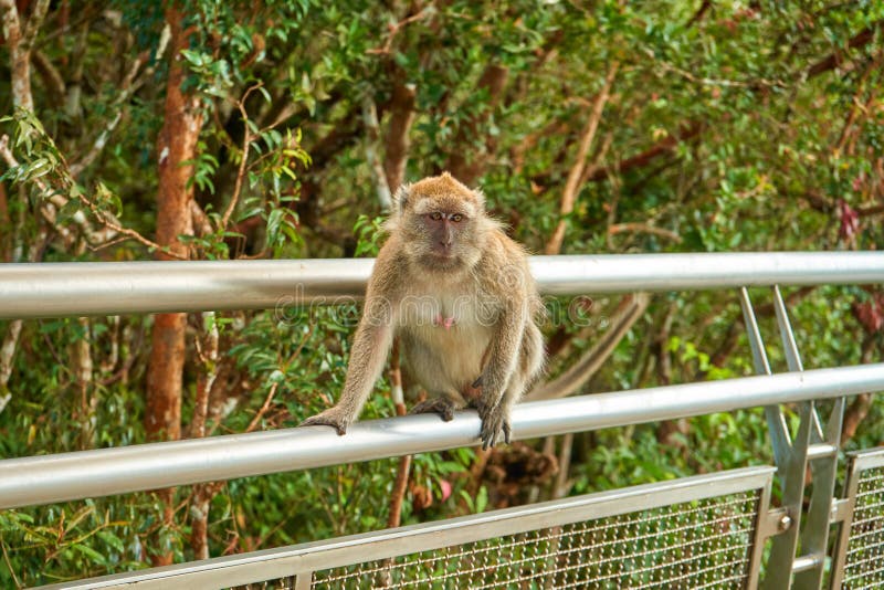 Wild Monkeys on a Tree Branch Close Up Stock Photo - Image of emotion ...