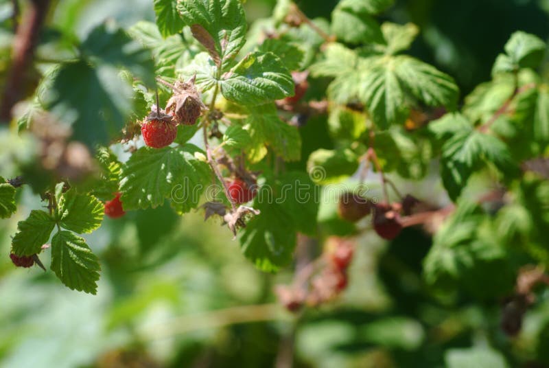 Wild Montana Raspberries stock photo. Image of foraging - 43153196