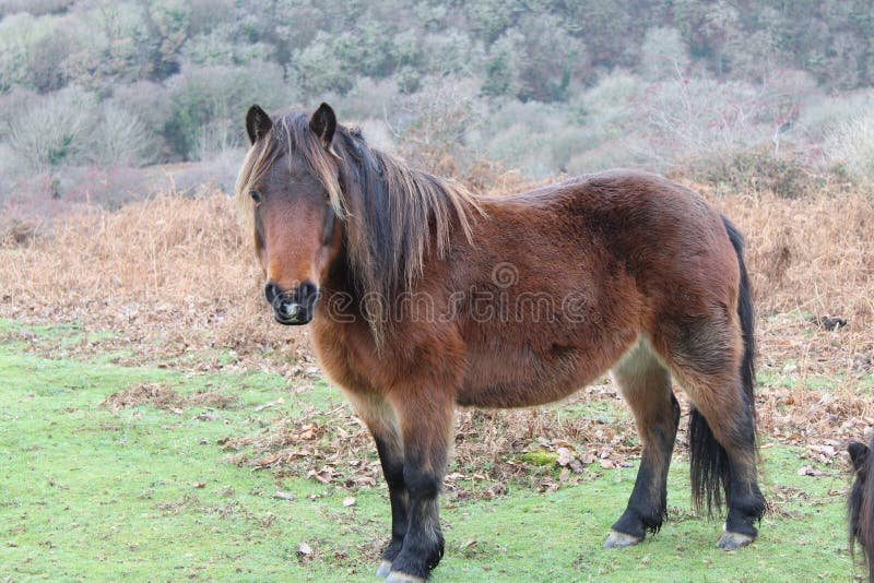 Wild moorland ponies devon stock image. Image of ponies - 165832011