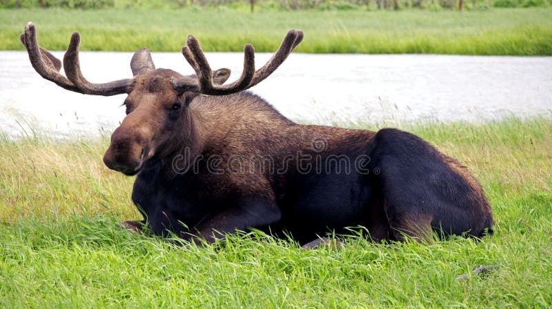 Wild Moose stock image. Image of altitude, horns, hair - 12336249