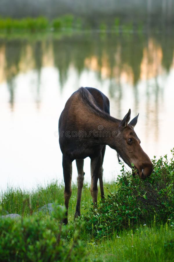 Wild Moose stock image. Image of travel, mountain, moose - 21991173