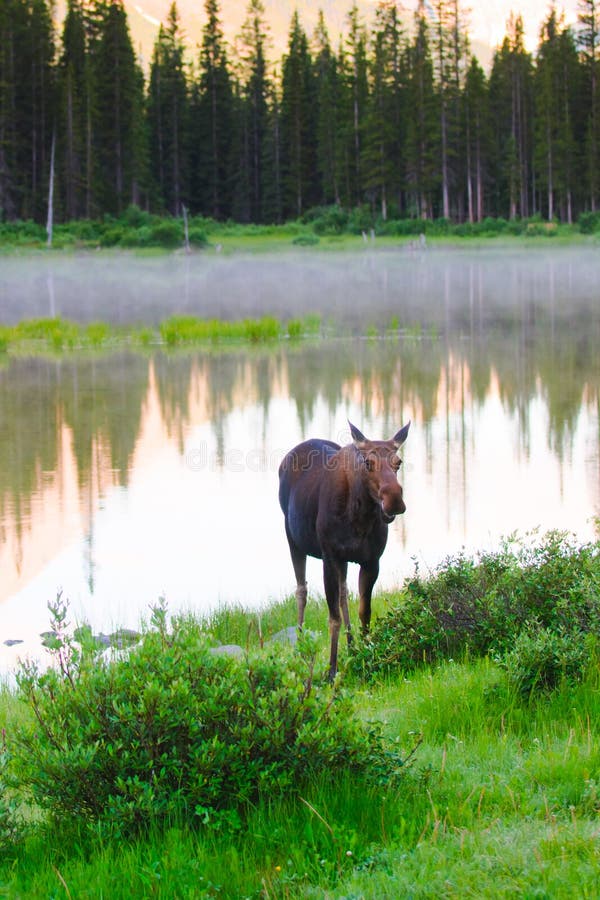 Wild Moose stock image. Image of canada, travel, nature - 21991175