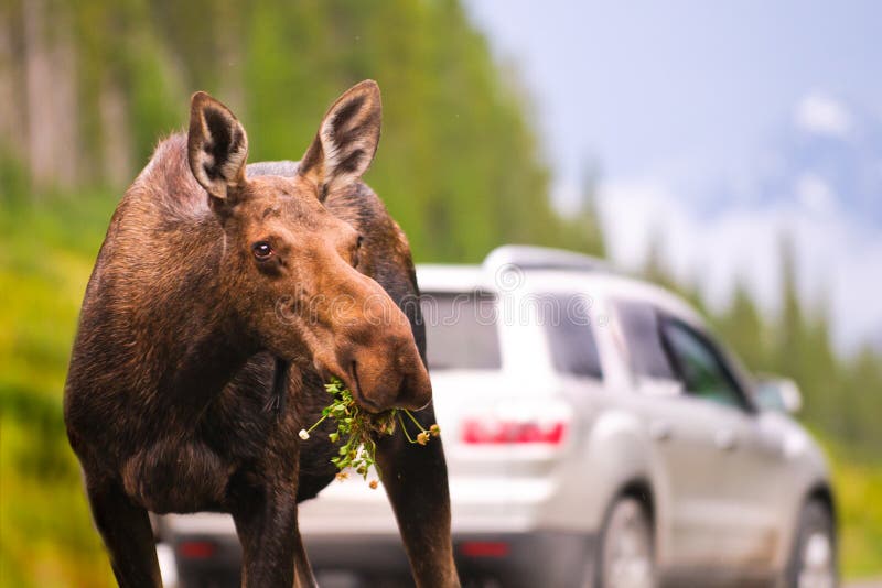 Wild Moose stock photo. Image of alberta, alpine, outdoor - 22110276