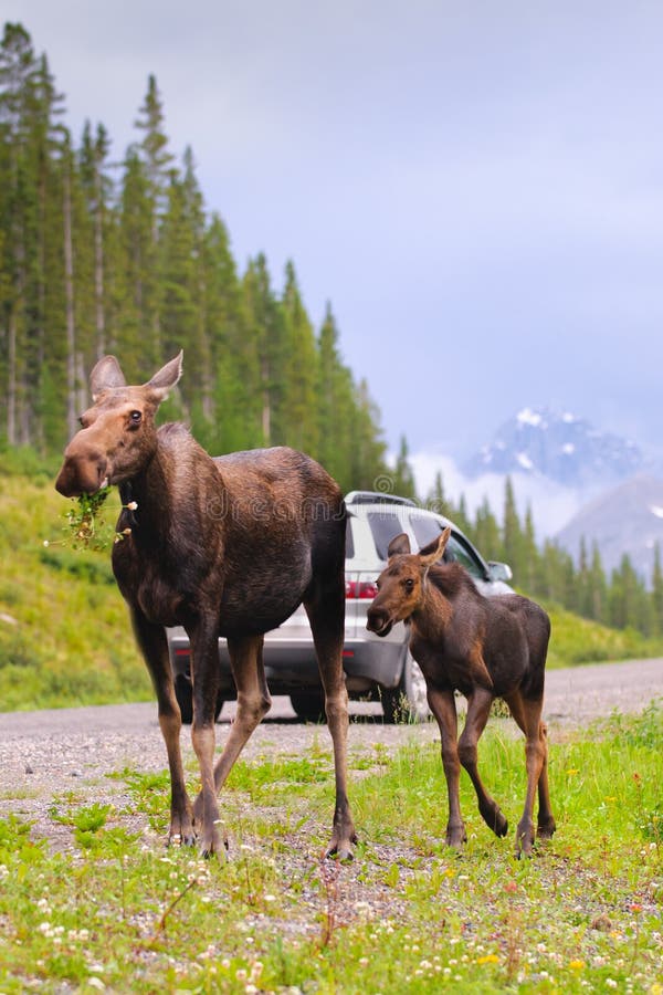 Wild Moose stock photo. Image of large, mountain, park - 22110290
