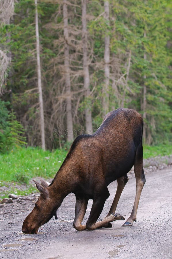 Wild Moose stock image. Image of travel, valley, spring - 22110499