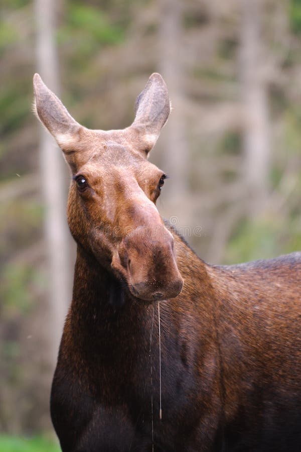 Wild Moose stock photo. Image of hunt, outdoors, alpine - 22110512