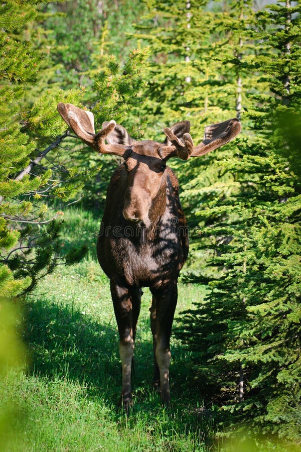 Wild Moose stock image. Image of horned, large, meadow - 27749371