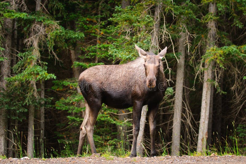 Wild Moose stock image. Image of ungulate, herbivore - 28623085