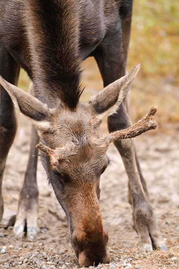 Wild Moose stock photo. Image of natural, herbivore, wild - 28623376
