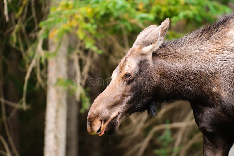 Wild Moose stock image. Image of alberta, ungulate, herbivore - 28780215