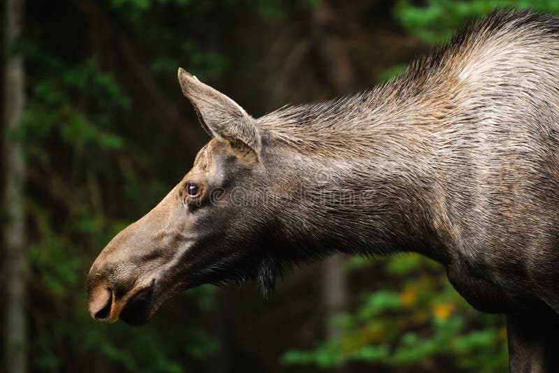 Wild Moose stock image. Image of alberta, outdoor, life - 28780235