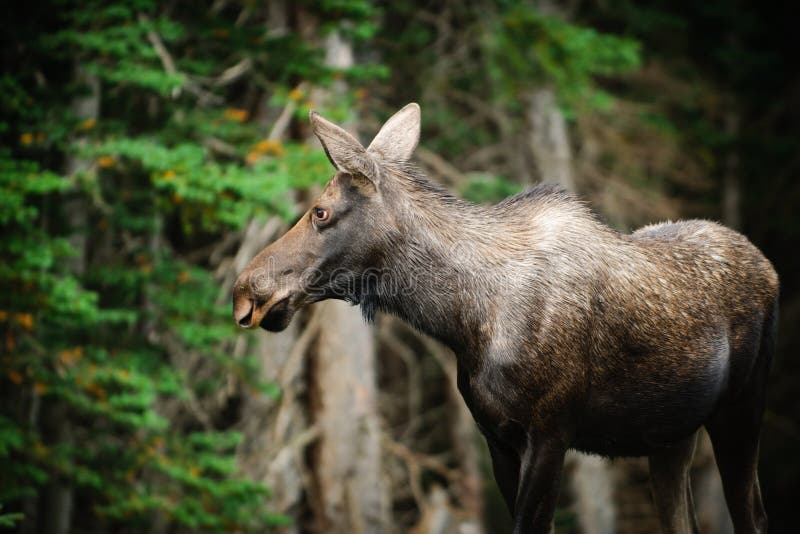 Wild Moose stock photo. Image of autumn, herbivore, forest - 28780260